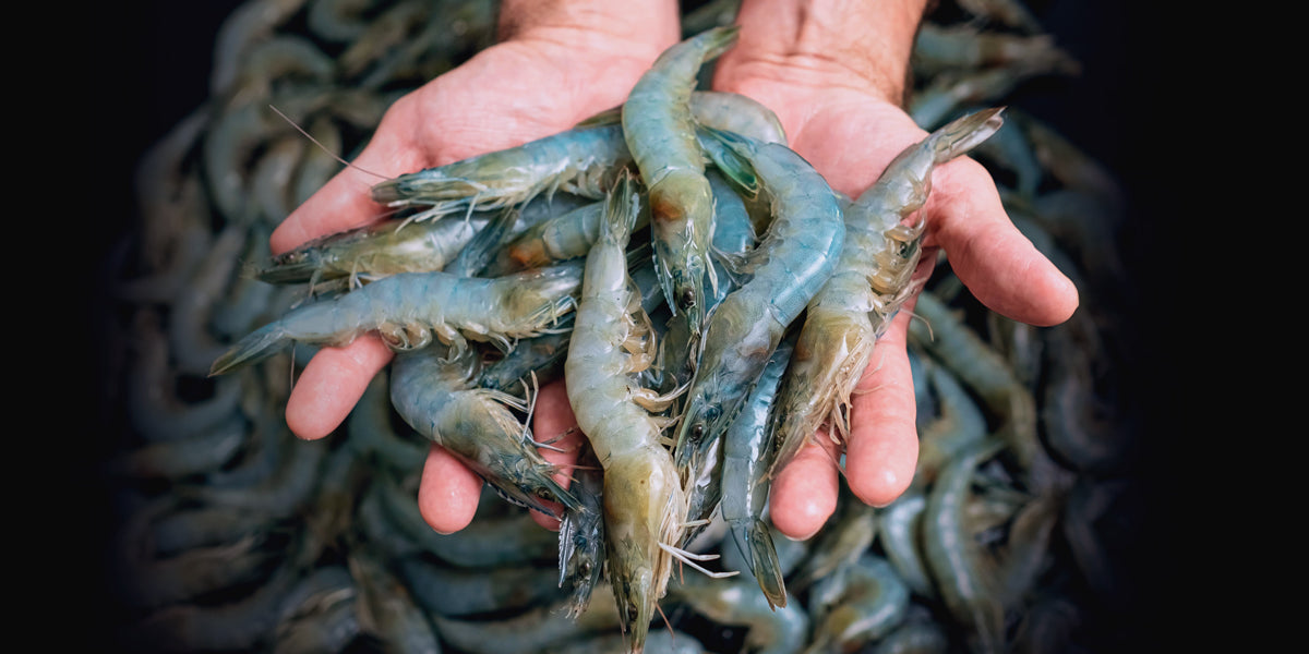 Vertical Oceans | Vertical Oceans King Prawns